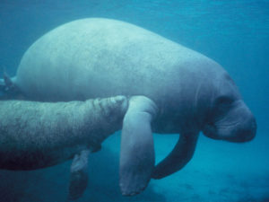 Manatee Watching – Splash Wave Tours